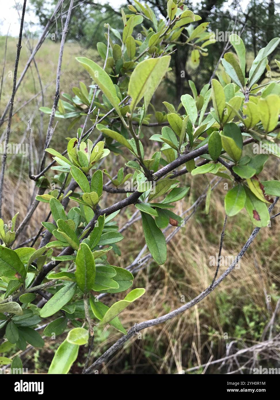 Gum bumelia (Sideroxylon lanuginosum Stock Photo - Alamy