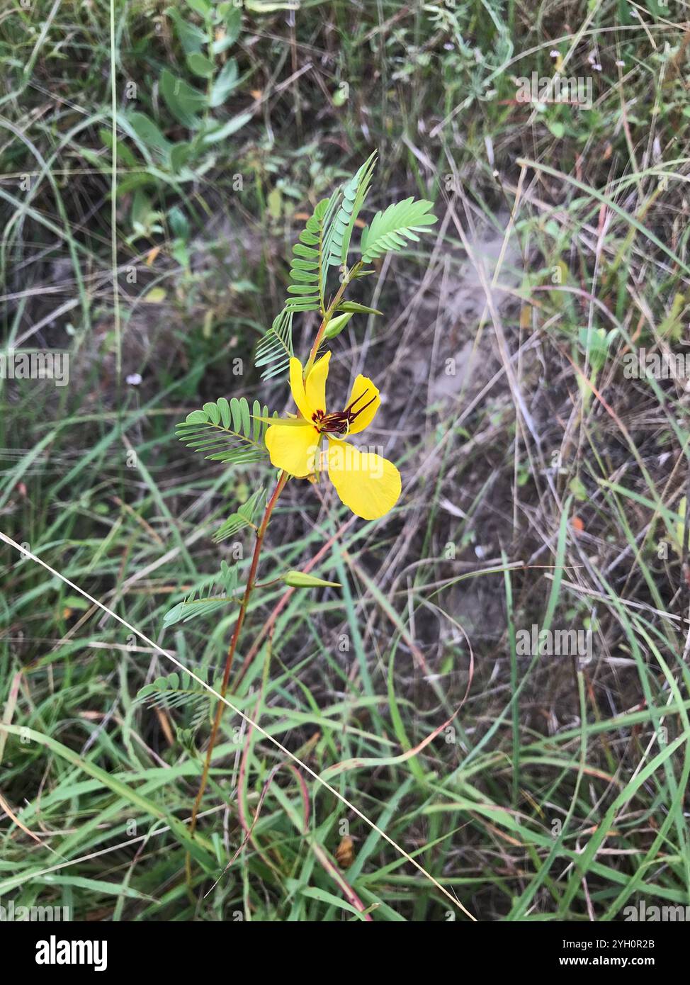 partridge pea (Chamaecrista fasciculata Stock Photo - Alamy