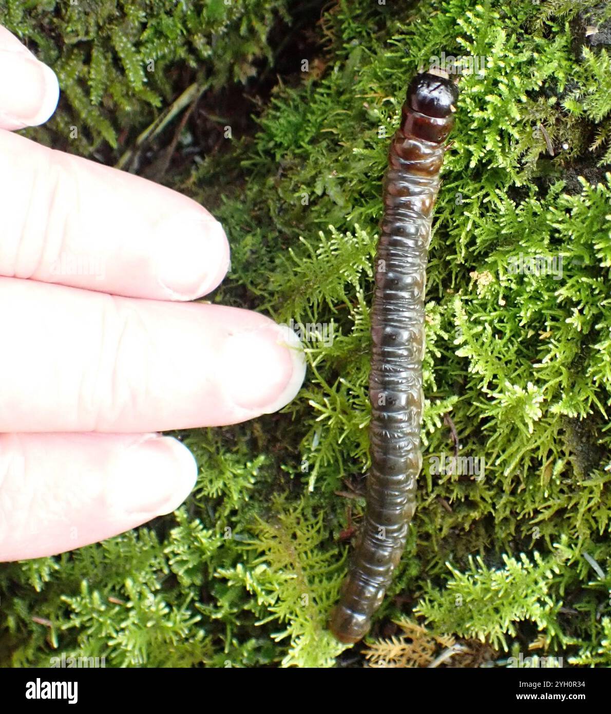 Swift Moths (Hepialidae Stock Photo - Alamy
