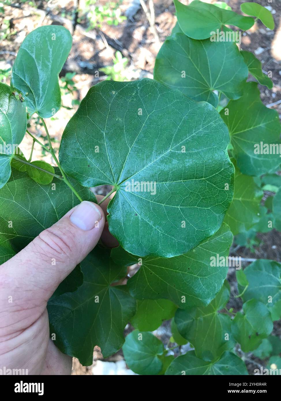 Texas redbud (Cercis canadensis texensis Stock Photo - Alamy