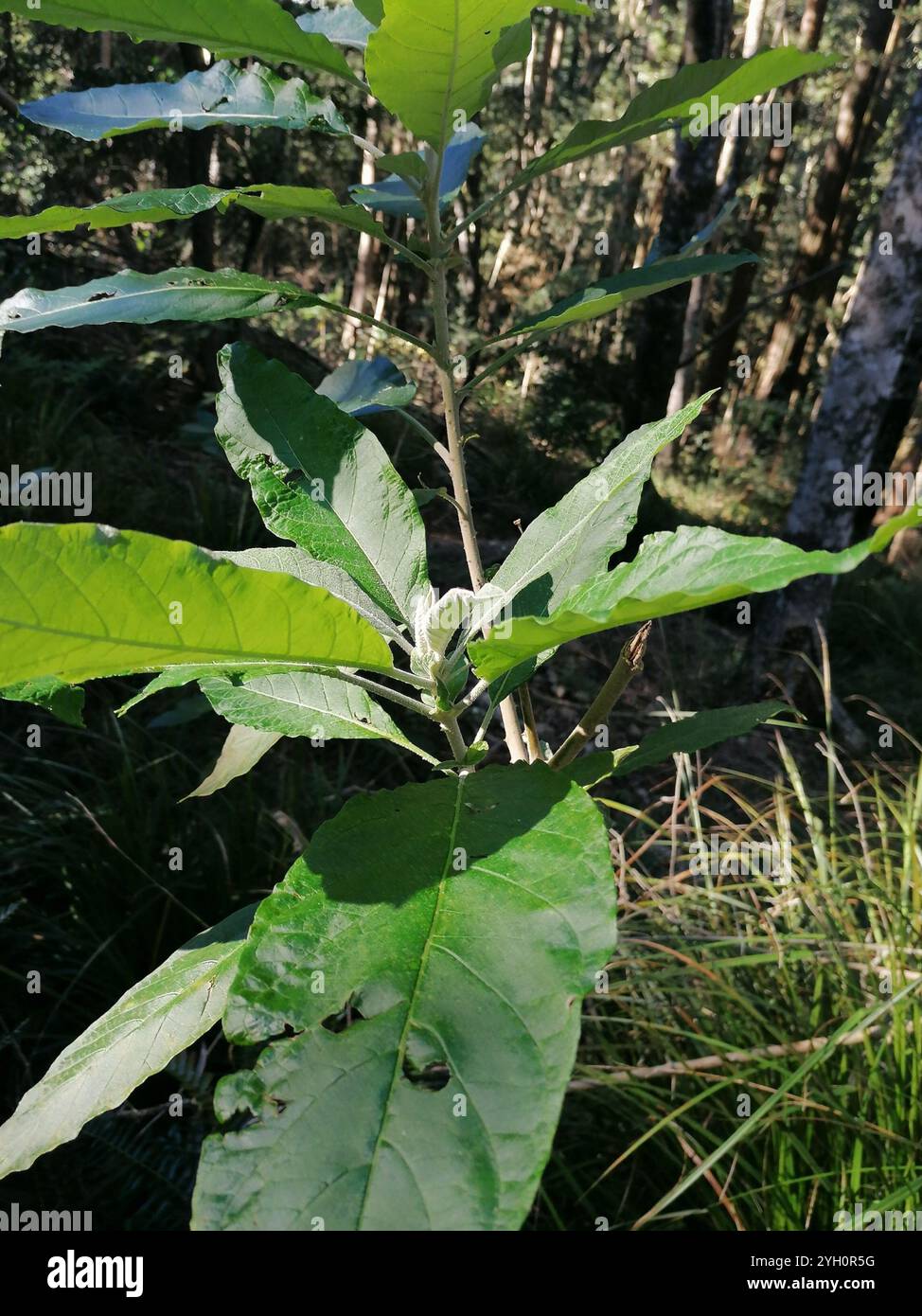 giant bitter-apple (Solanum giganteum Stock Photo - Alamy