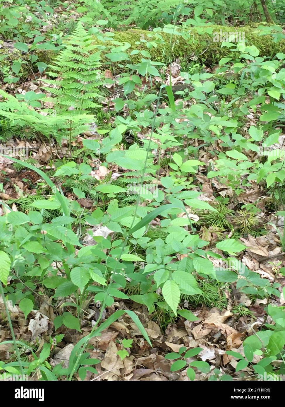 Wood Millet (Milium effusum Stock Photo - Alamy