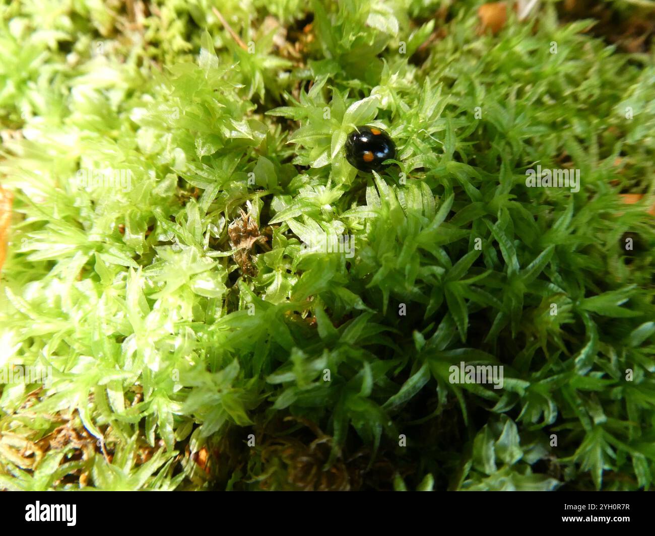 Twice-stabbed Lady Beetle (Chilocorus stigma Stock Photo - Alamy