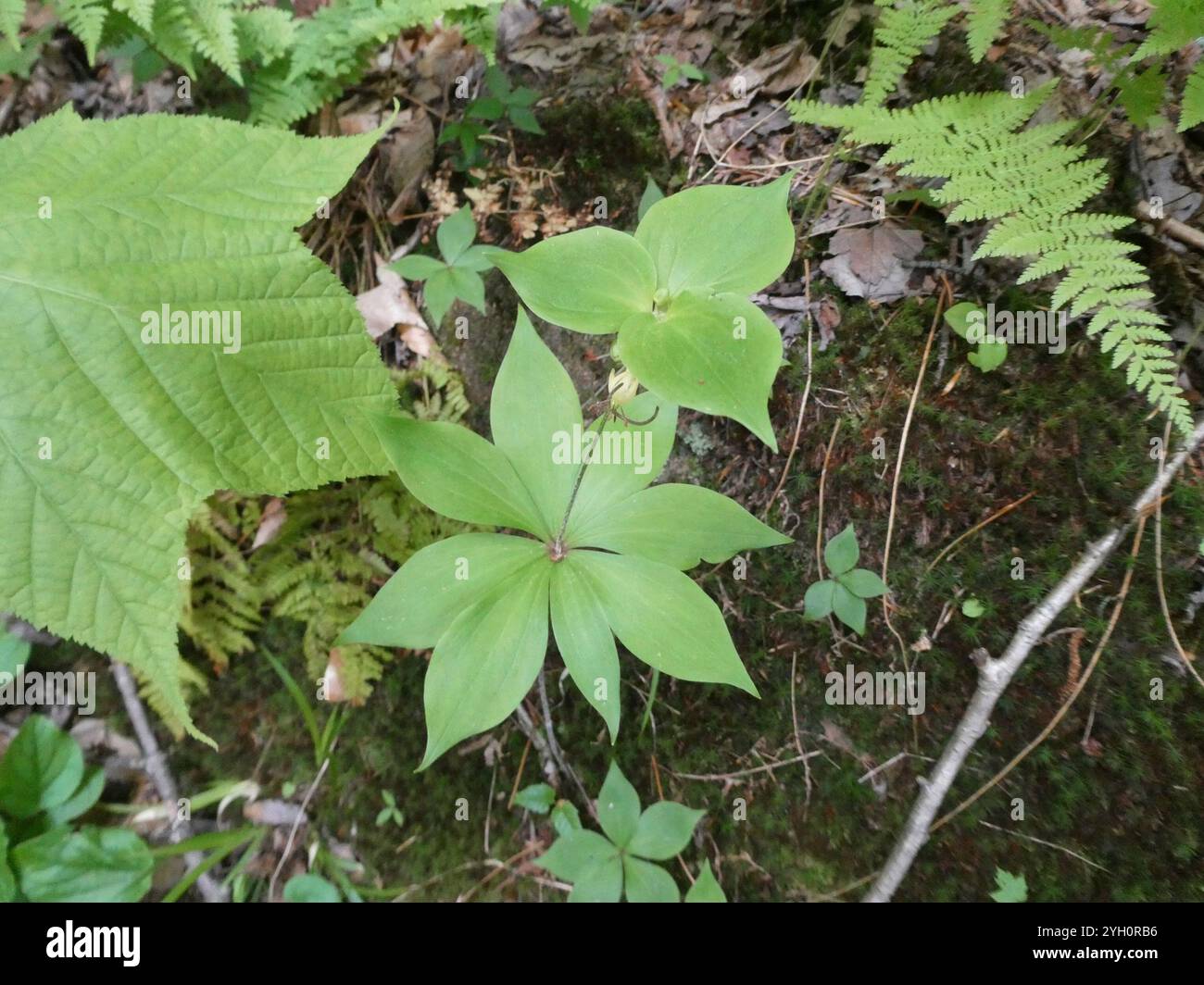 Cucumber Root (Medeola virginiana Stock Photo - Alamy