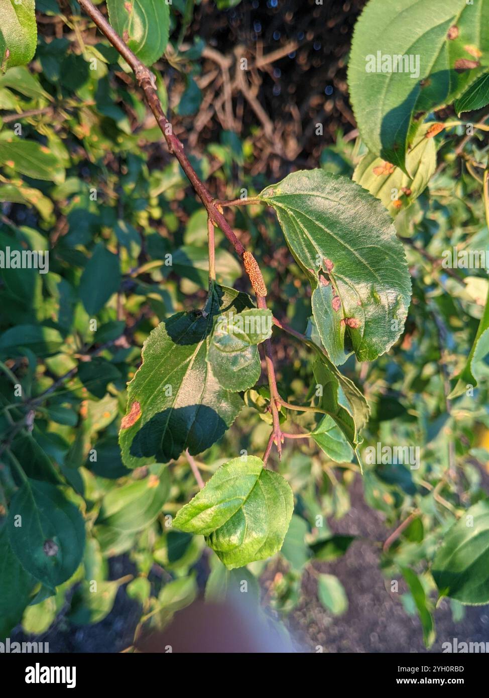Crown Rust (Puccinia coronata Stock Photo - Alamy
