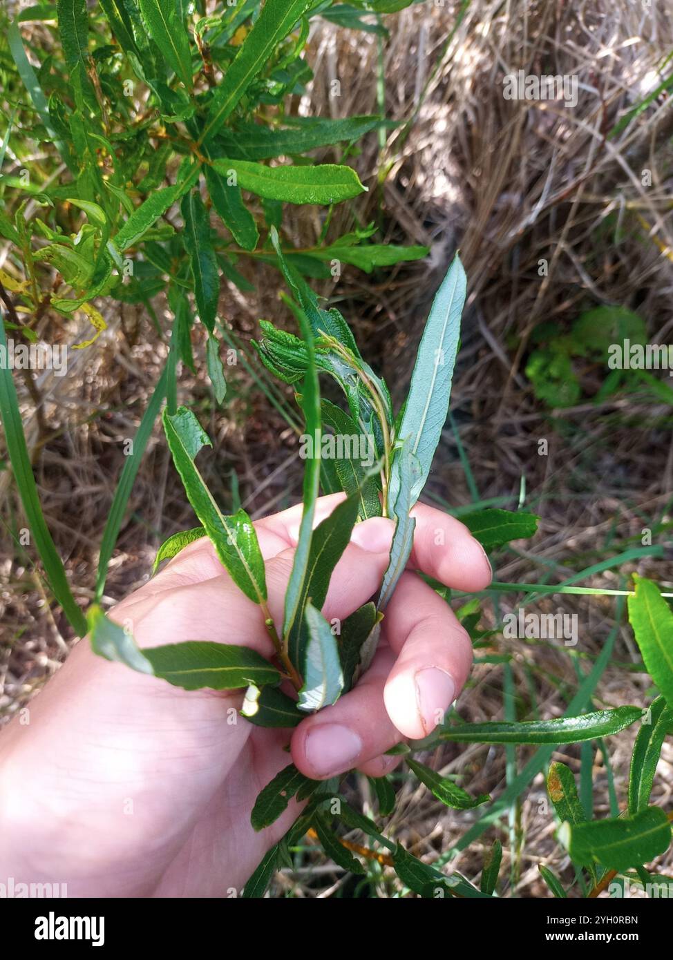 Satiny willow (Salix pellita Stock Photo - Alamy