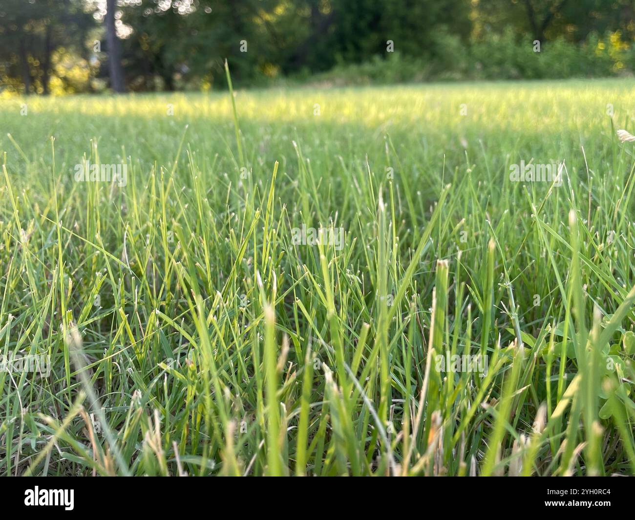 buffalograss (Bouteloua dactyloides Stock Photo - Alamy
