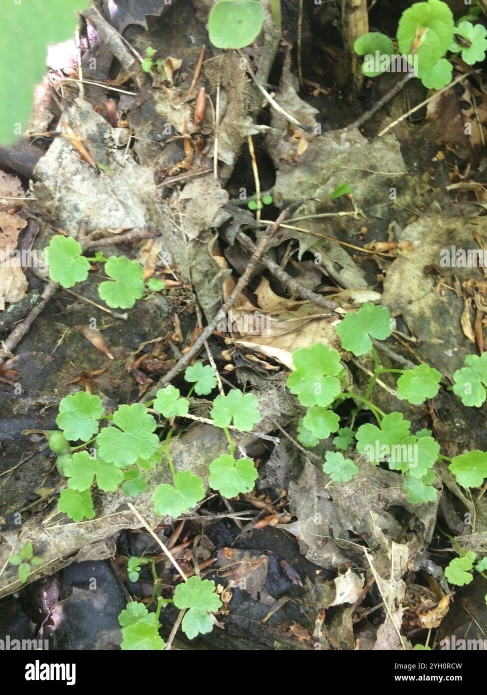 Hydrocotyle americana hi-res stock photography and images - Alamy