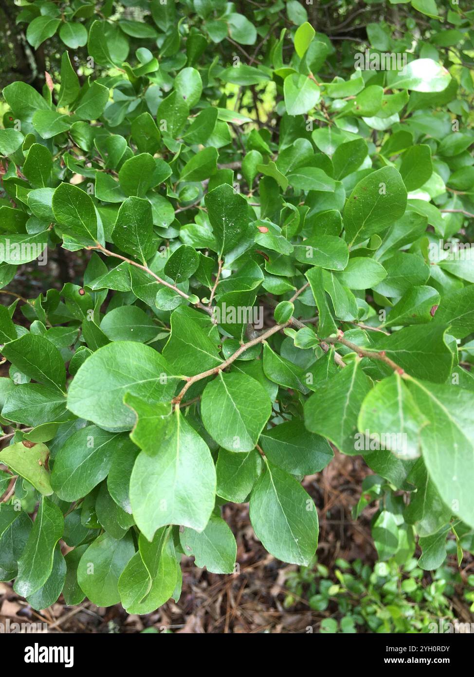sparkleberry (Vaccinium arboreum Stock Photo - Alamy
