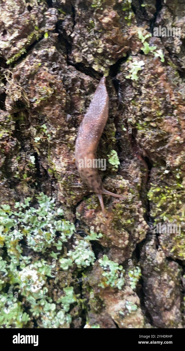 Leopard Slug (Limax maximus Stock Photo - Alamy