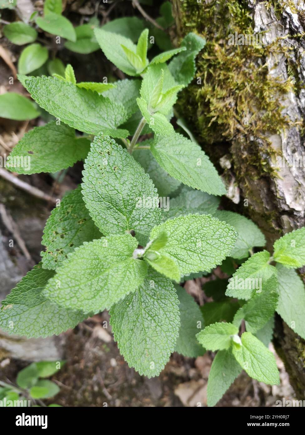 mint family (Lamiaceae Stock Photo - Alamy