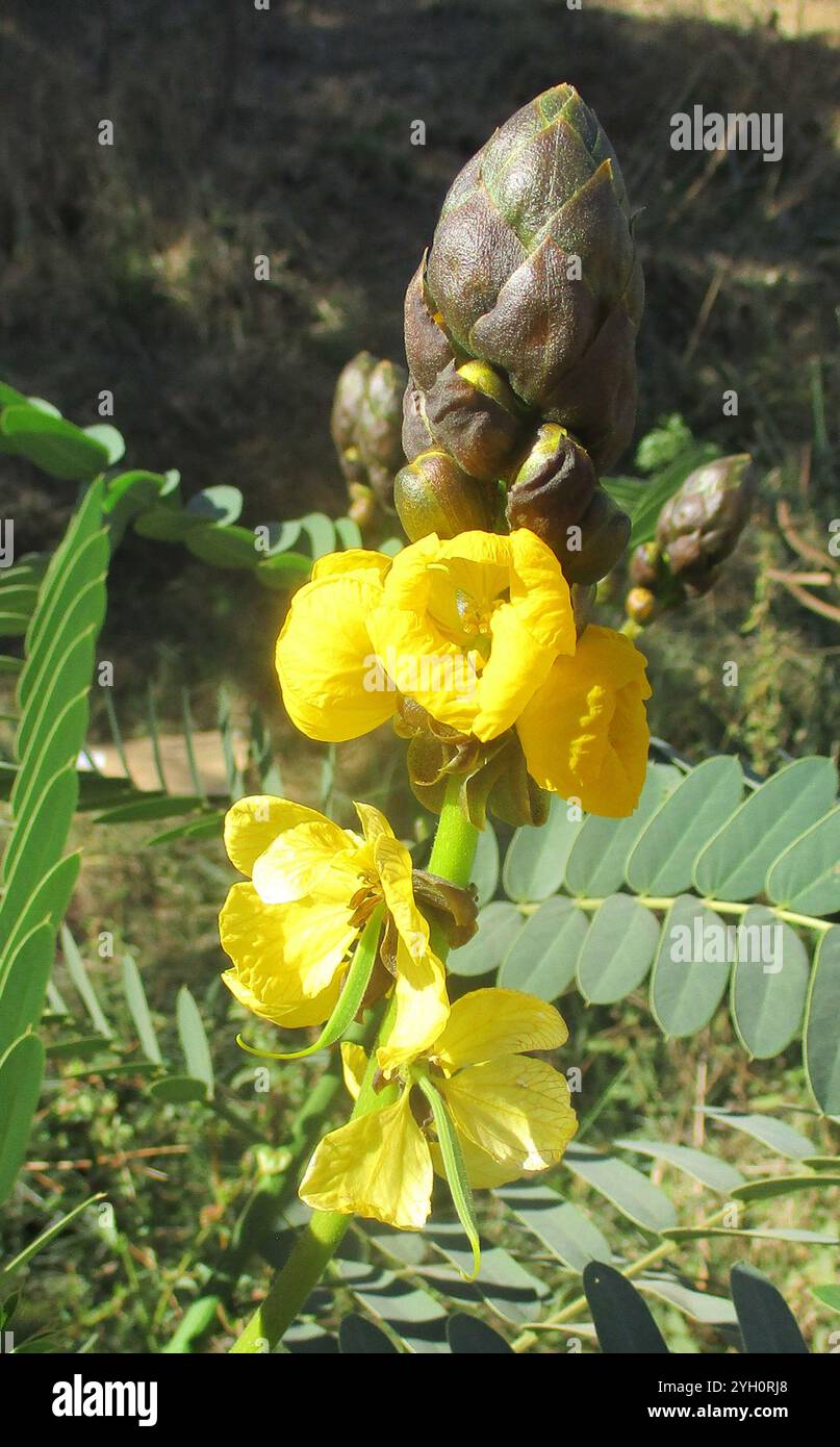 Peanut-Butter Cassia (Senna didymobotrya Stock Photo - Alamy