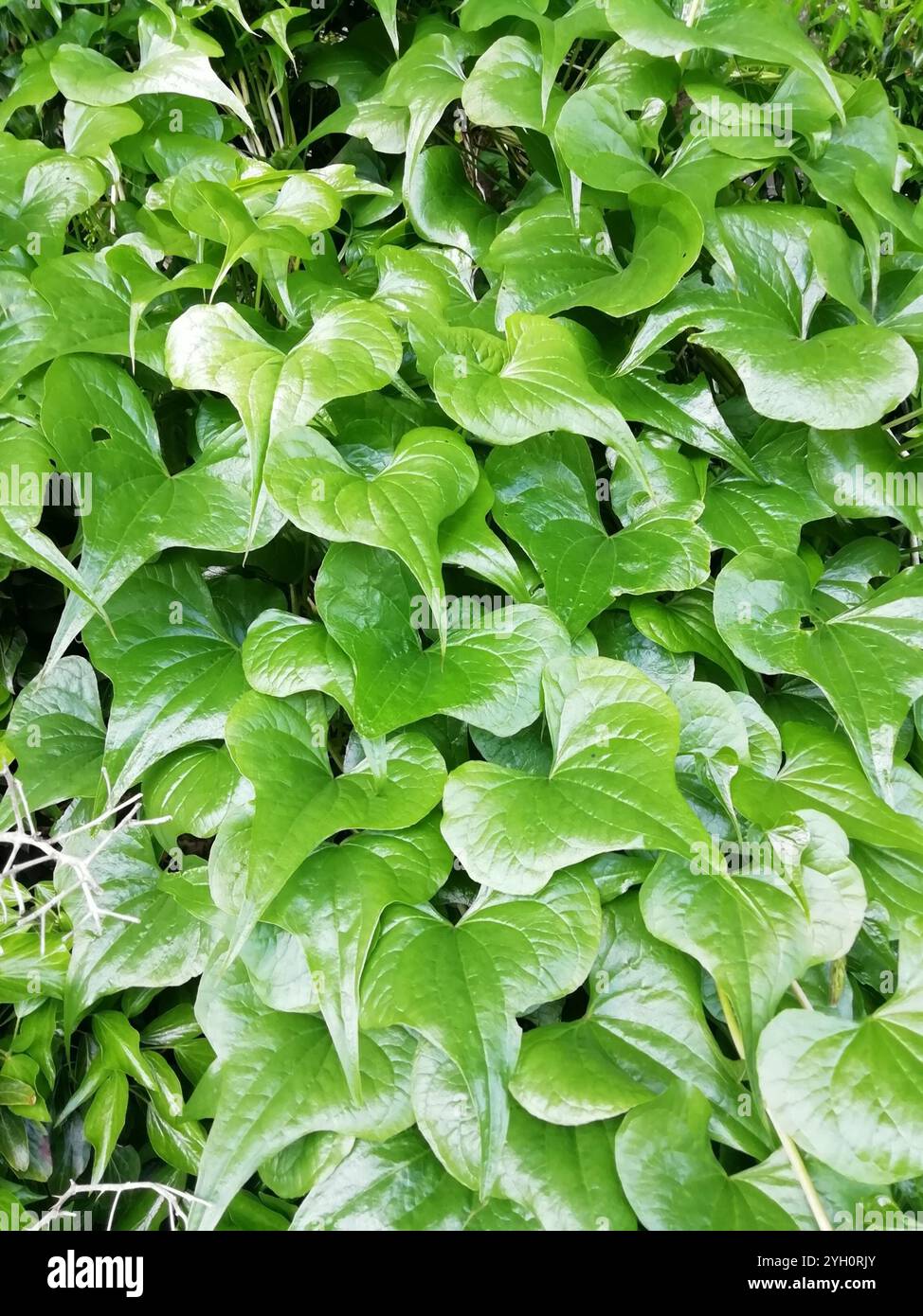 Black Bryony (Dioscorea communis Stock Photo - Alamy
