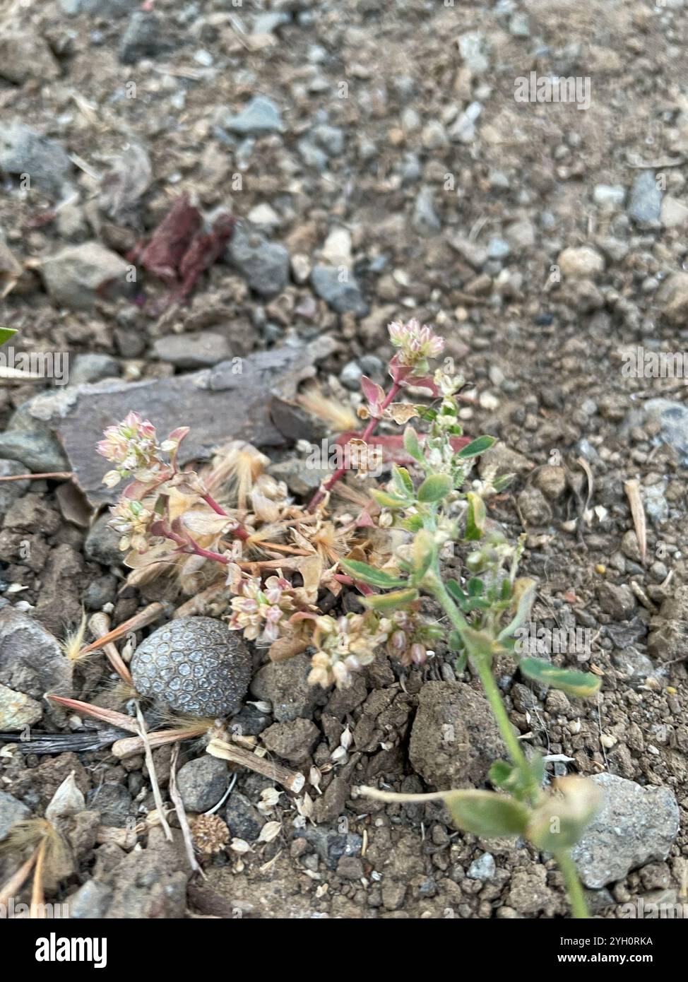 Polycarpon tetraphyllum hi-res stock photography and images - Alamy