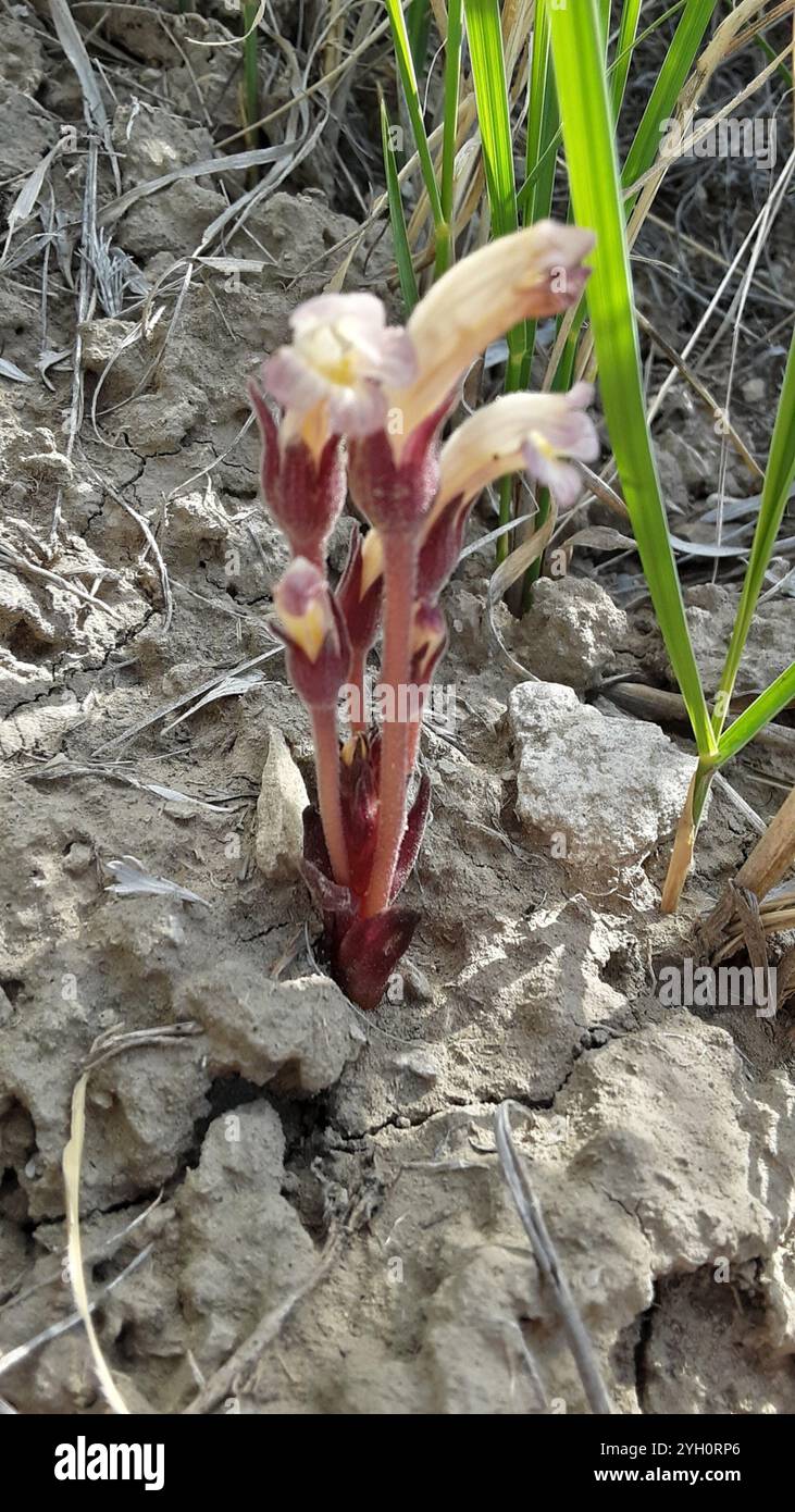 clustered broomrape (Aphyllon fasciculatum Stock Photo - Alamy