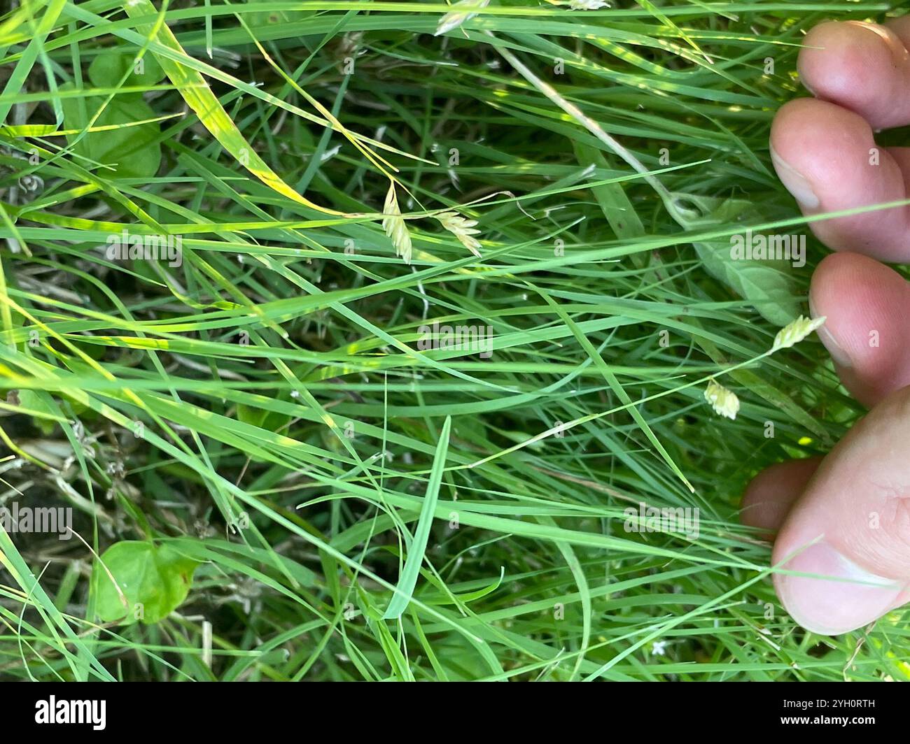 buffalograss (Bouteloua dactyloides Stock Photo - Alamy