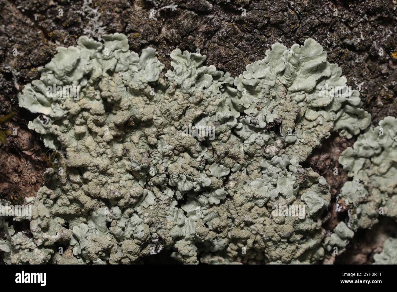 common greenshield lichen (Flavoparmelia caperata Stock Photo - Alamy