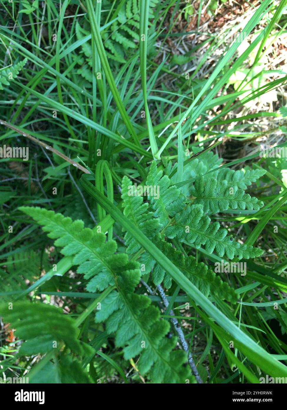 crested wood fern (Dryopteris cristata Stock Photo - Alamy