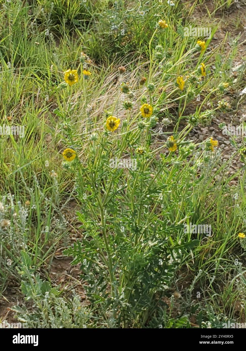 Engelmann daisy hi-res stock photography and images - Alamy