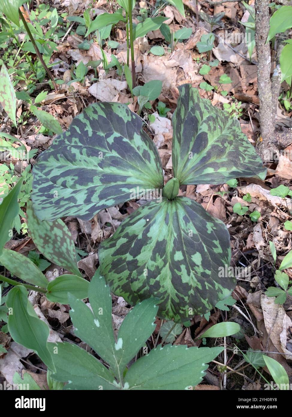 prairie trillium (Trillium recurvatum Stock Photo - Alamy