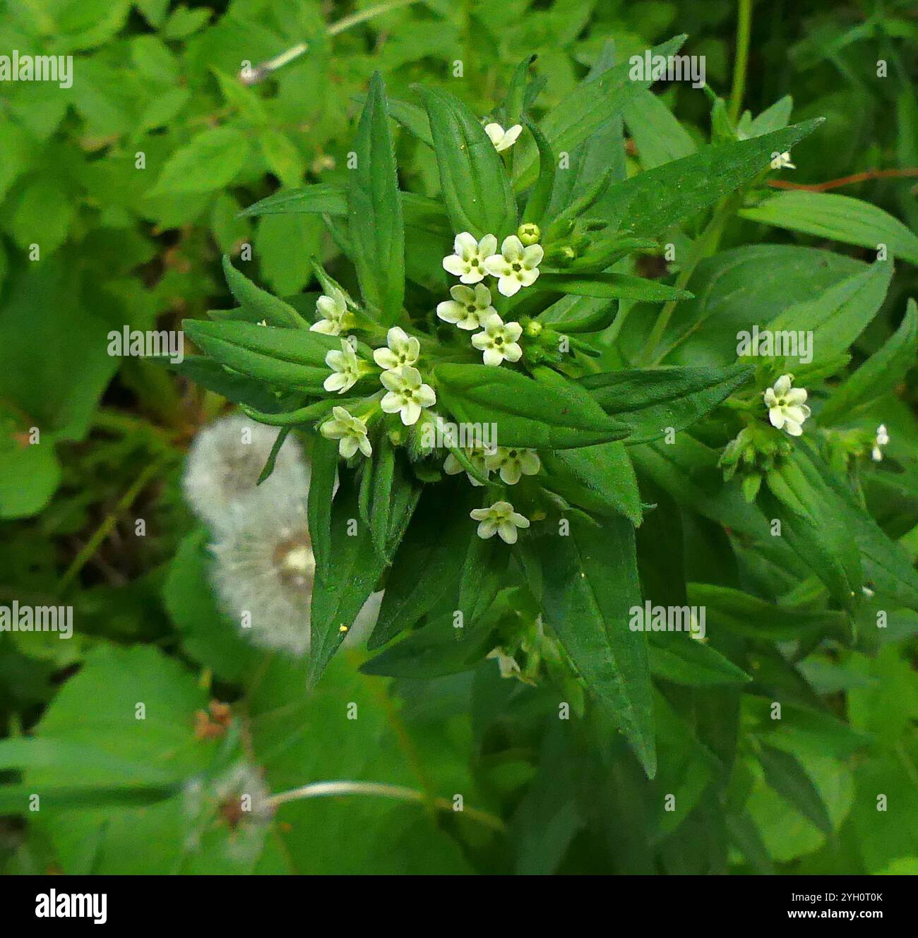 Common Gromwell (Lithospermum officinale Stock Photo - Alamy
