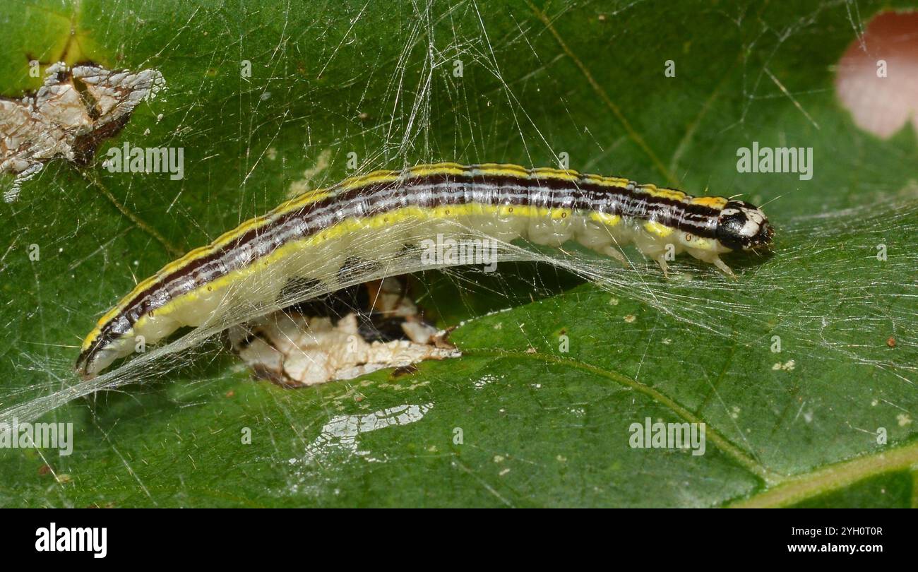 Macalla hi-res stock photography and images - Alamy