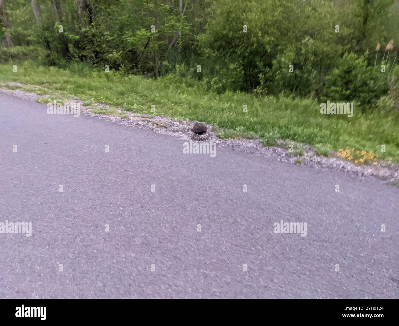 Common Snapping Turtle (Chelydra serpentina Stock Photo - Alamy Common Snapping Turtle (Chelydra serpentina Stock Photo - Alamy
