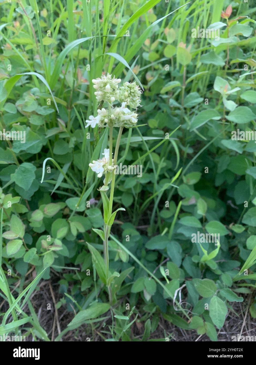 Yellow Beardtongue (Penstemon confertus Stock Photo - Alamy