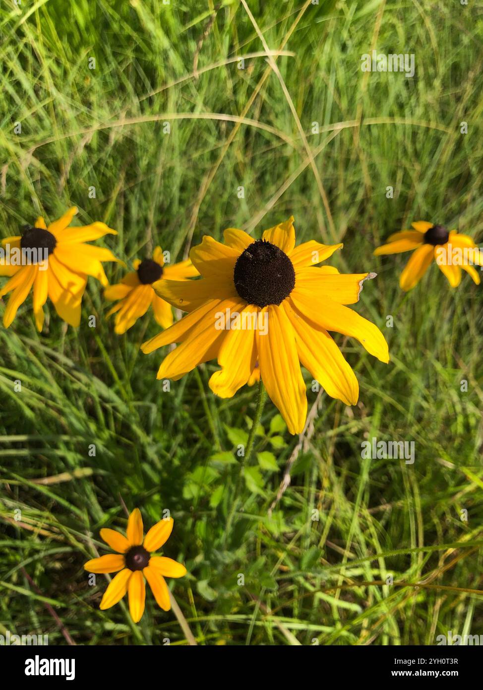 eastern black-eyed susan (Rudbeckia hirta pulcherrima Stock Photo - Alamy