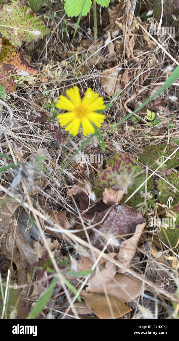 Common Madia (Madia elegans Stock Photo - Alamy