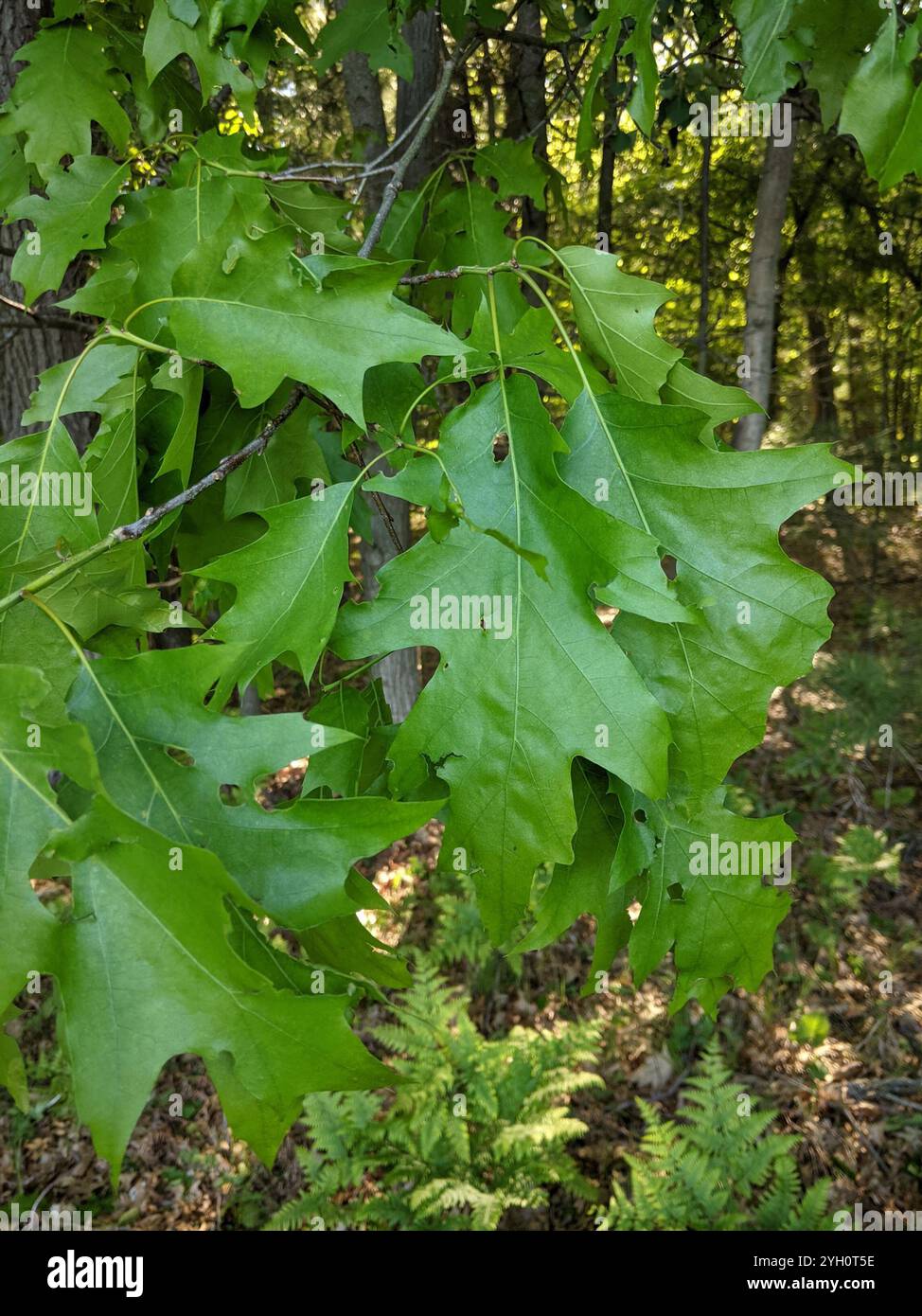 northern red oak (Quercus rubra Stock Photo - Alamy