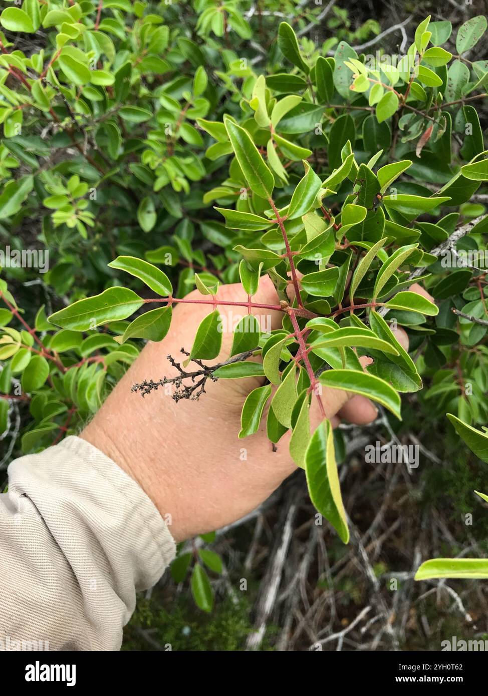 evergreen sumac (Rhus virens Stock Photo - Alamy