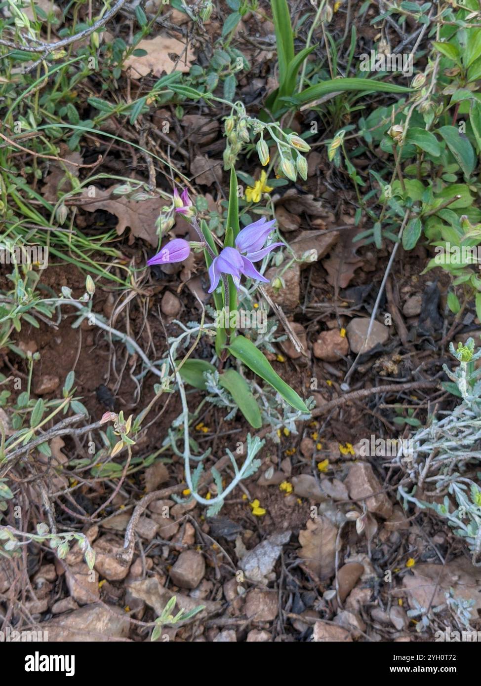 Red Helleborine (Cephalanthera rubra Stock Photo - Alamy