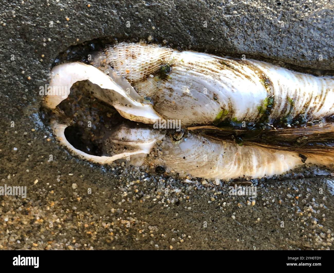 Scale-sided Piddock (Parapholas californica Stock Photo - Alamy