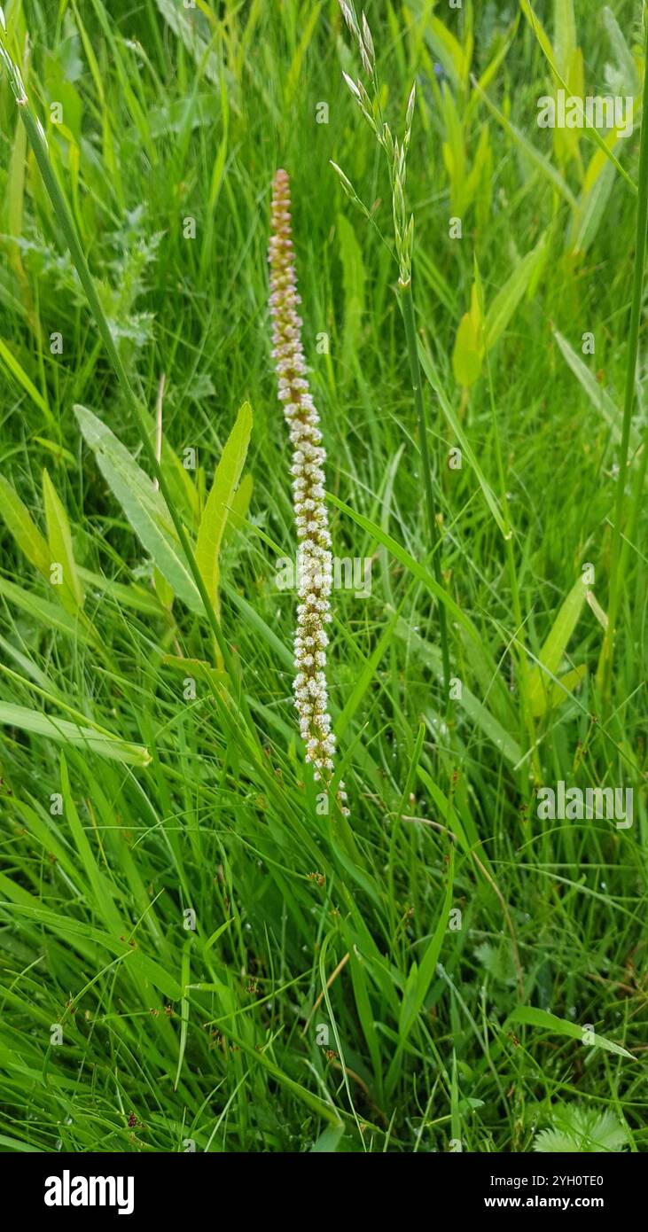 common arrowgrass (Triglochin maritima Stock Photo - Alamy