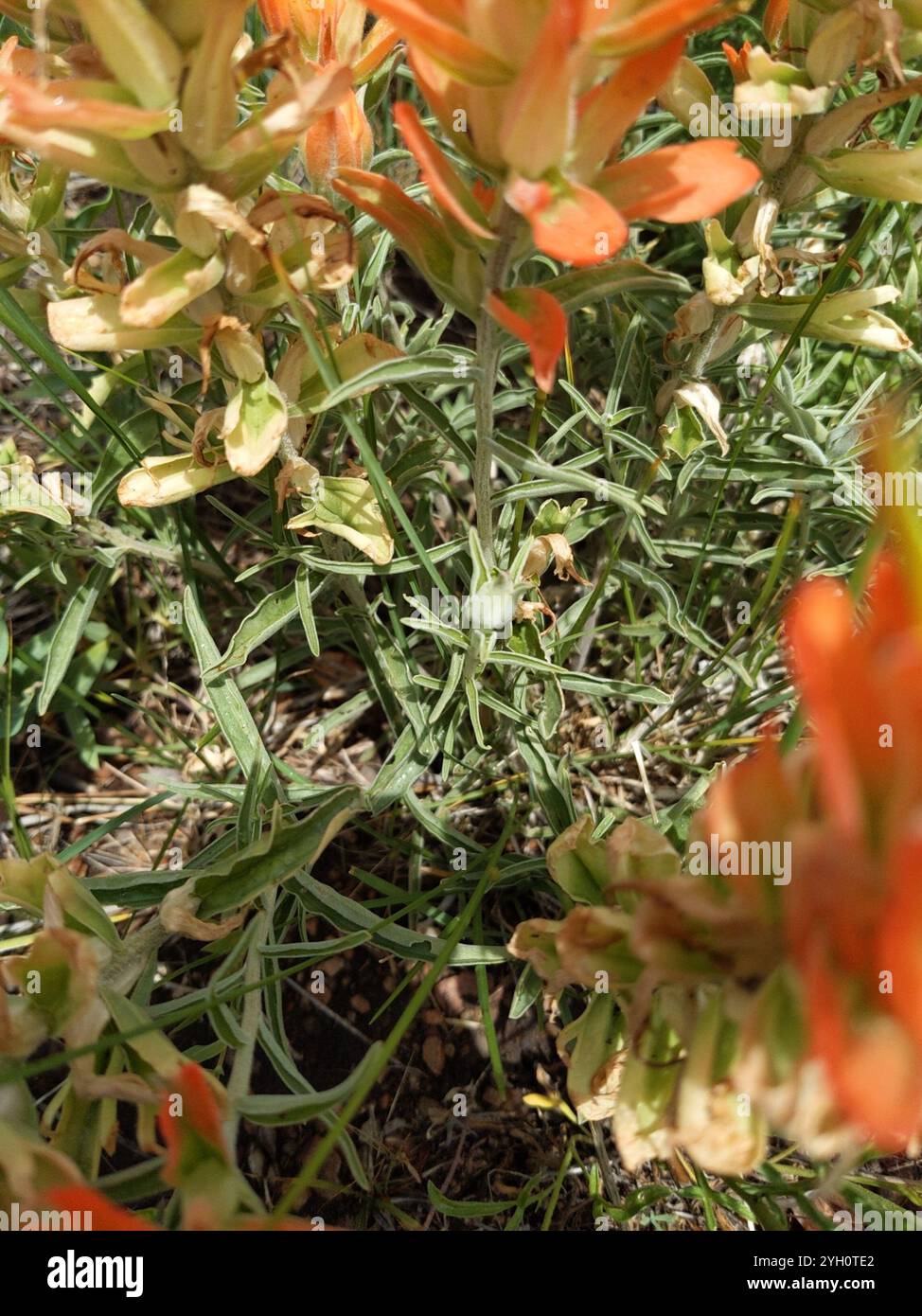 Wholeleaf Paintbrush (Castilleja integra Stock Photo - Alamy