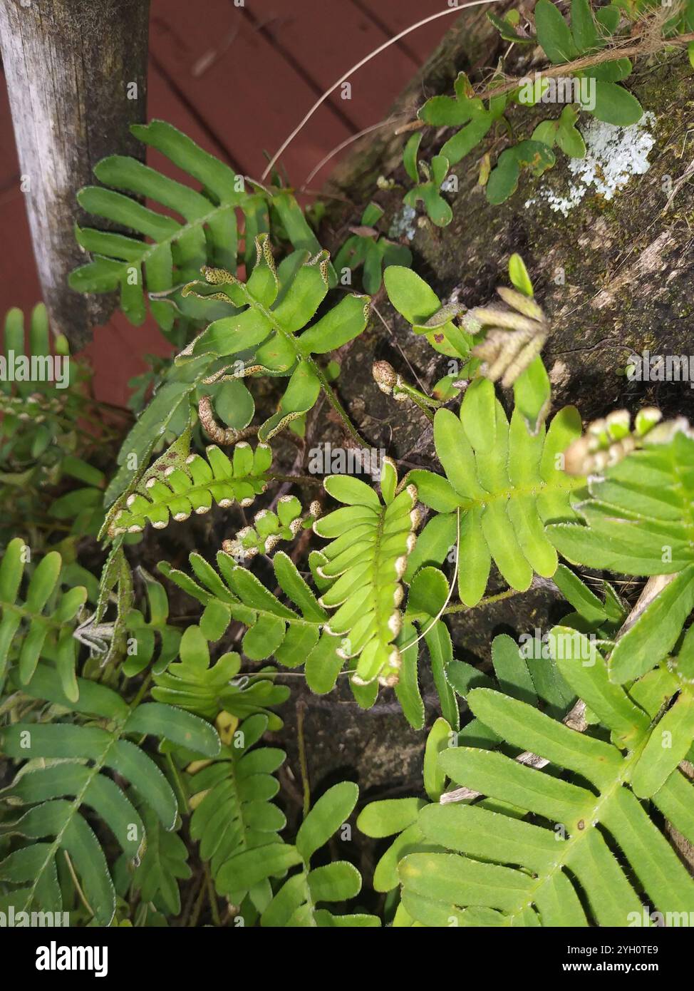 resurrection fern (Pleopeltis michauxiana Stock Photo - Alamy