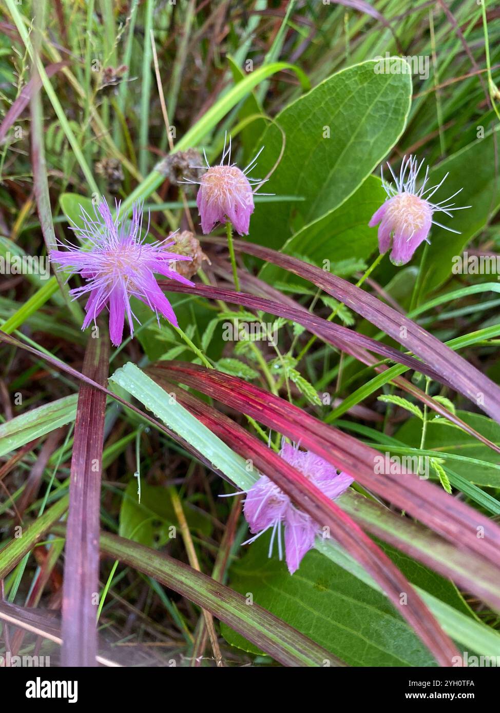 Mimosa nuttallii hi-res stock photography and images - Alamy