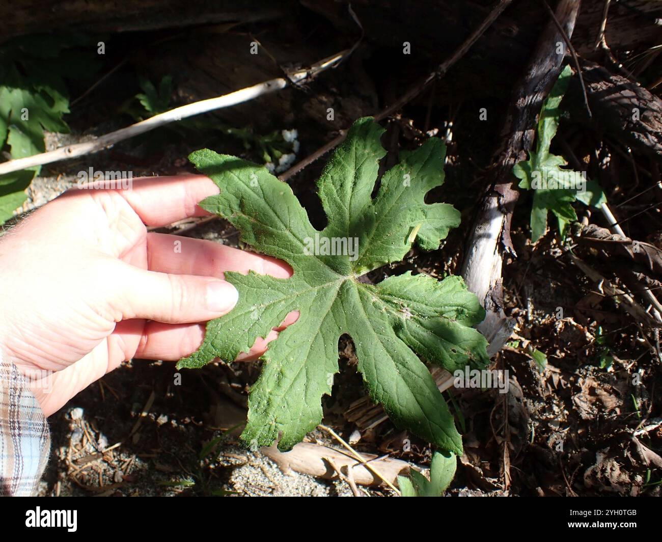 Western Sweet Coltsfoot (Petasites frigidus palmatus Stock Photo - Alamy