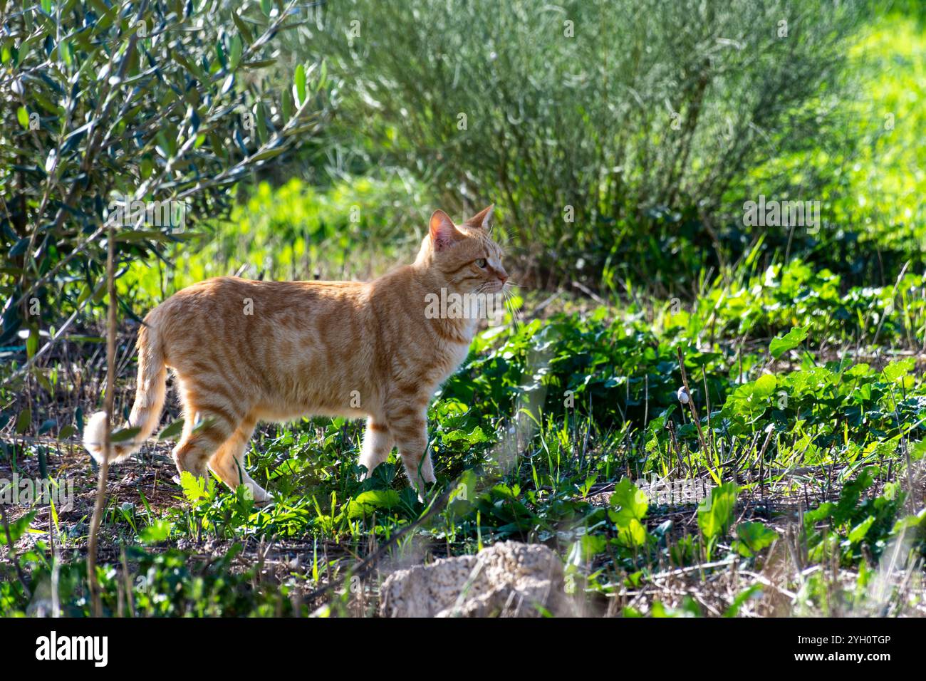 Kitten standing on grass hi-res stock photography and images - Alamy