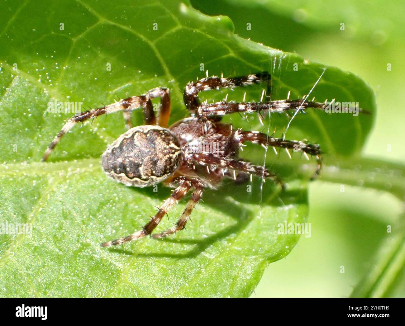 Furrow Spiders (Larinioides Stock Photo - Alamy