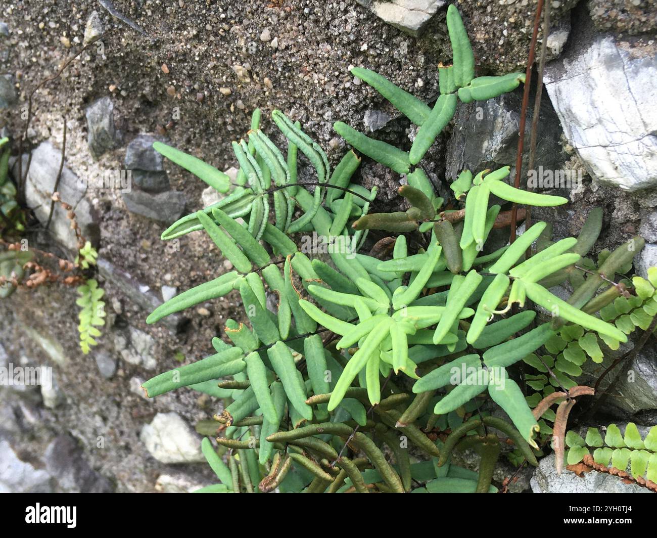 smooth cliffbrake (Pellaea glabella Stock Photo - Alamy