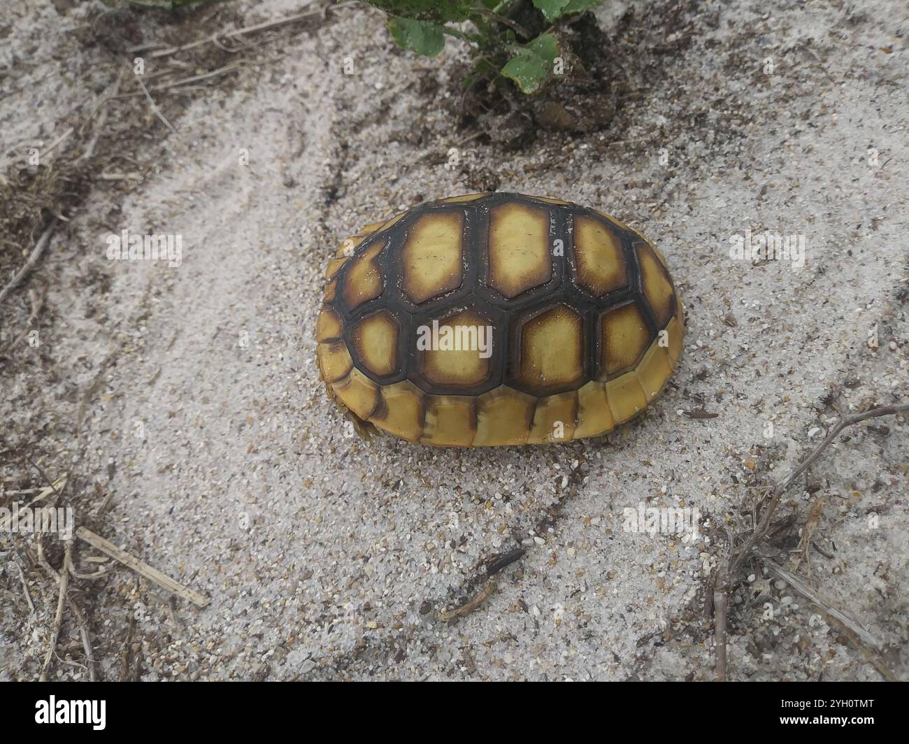 Gopher Tortoise (Gopherus polyphemus Stock Photo - Alamy