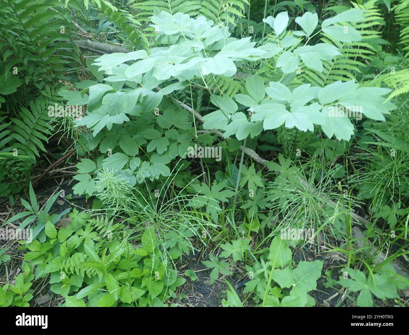 blue cohosh (Caulophyllum thalictroides Stock Photo - Alamy