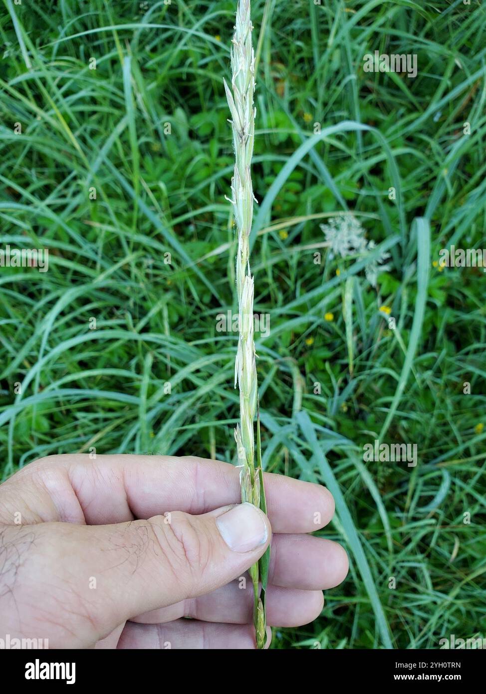 Leymus mollis hi-res stock photography and images - Alamy