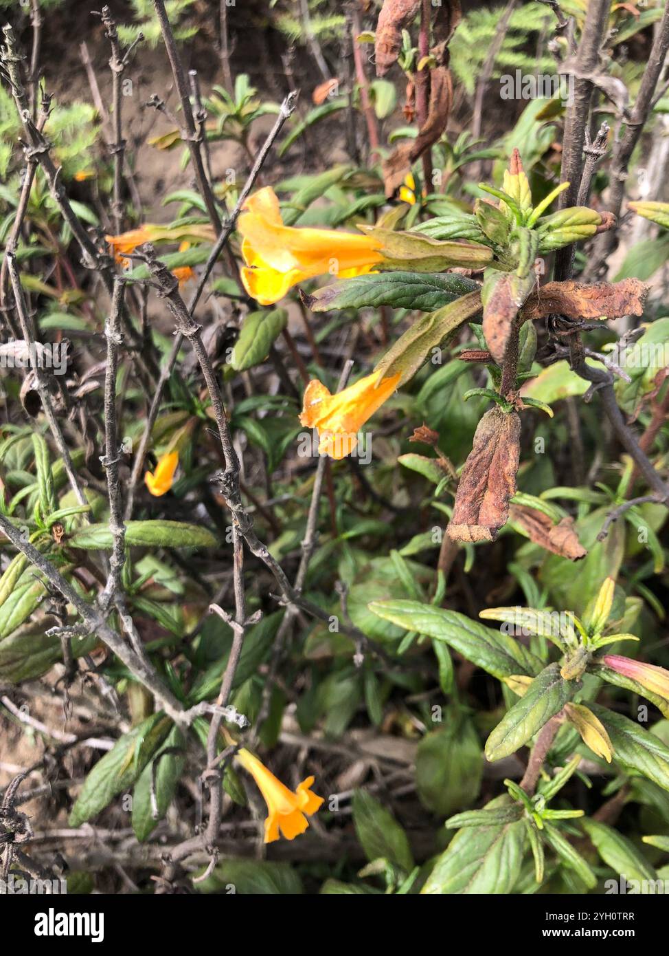 orange bush monkeyflower (Diplacus aurantiacus Stock Photo - Alamy