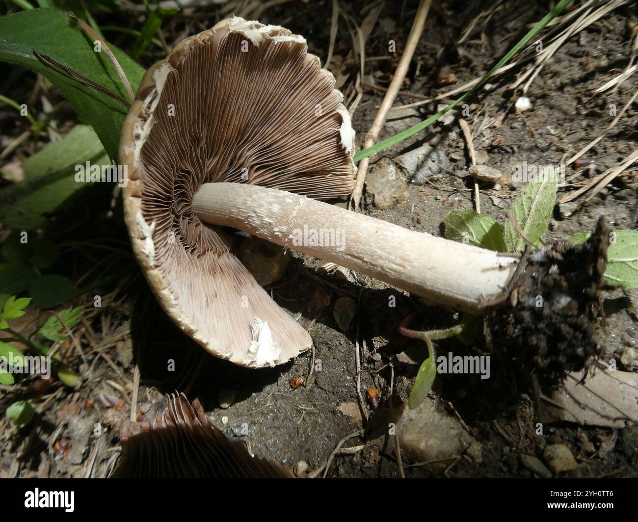 Candolleomyces hi-res stock photography and images - Alamy