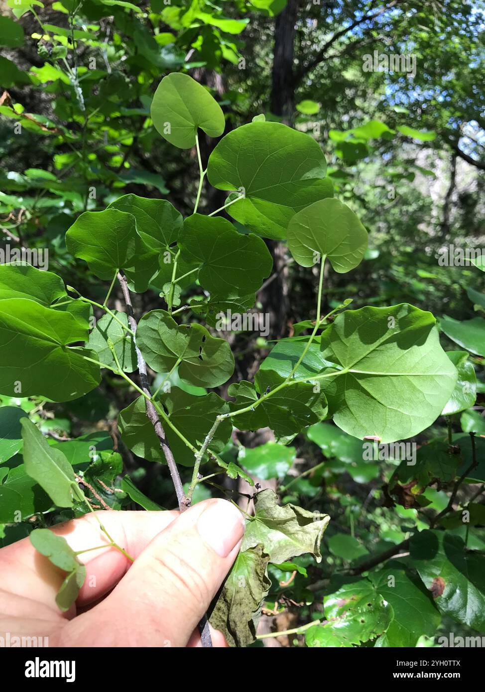 Texas redbud (Cercis canadensis texensis Stock Photo - Alamy