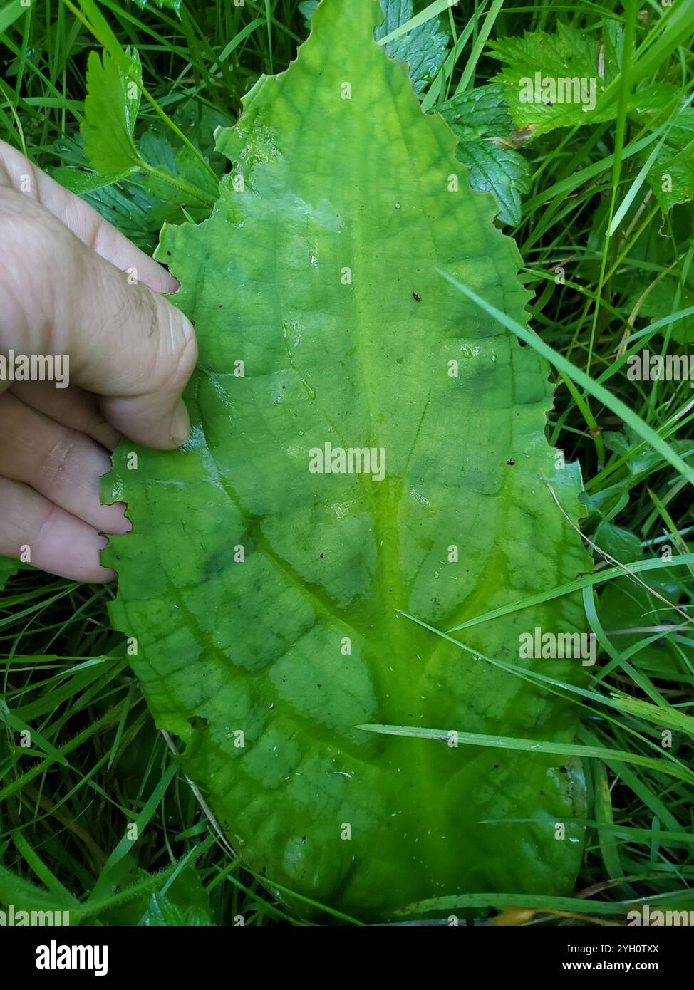 western skunk cabbage (Lysichiton americanus Stock Photo - Alamy