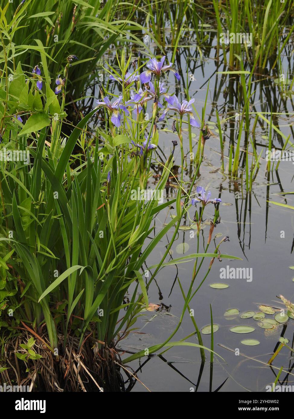 northern blue flag (Iris versicolor Stock Photo - Alamy